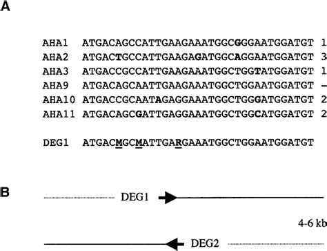Degenerate Primer Design And Position A Degenerate Primers Were Download Scientific Diagram