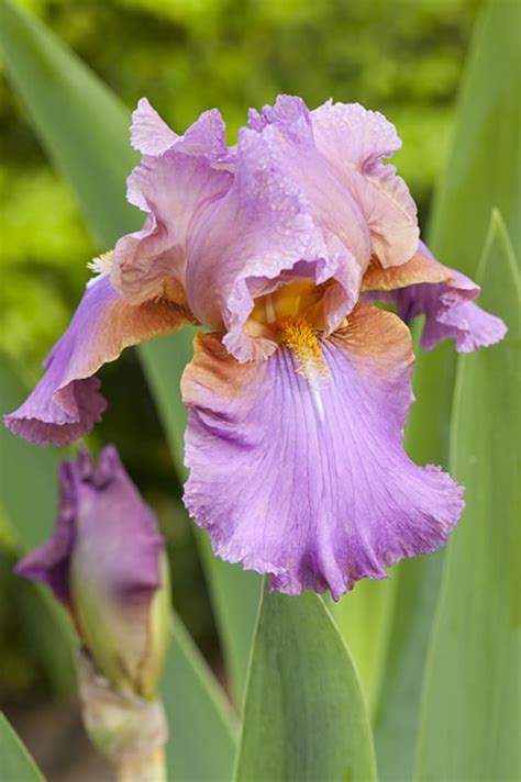 Iris Des Jardins Laurie Jardiland