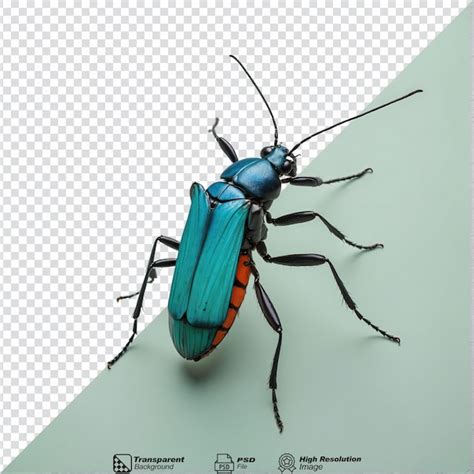 Premium PSD Insect Isolated On Transparent Background