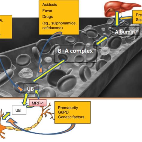 Schematic Of Factors Contributing To Bilirubin Albumin Hemodynamic