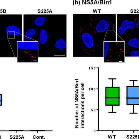 Proximity Ligation Assay For Ns5a Interactions With Nap1l1 And Bin1 Download Scientific