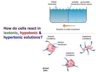 Chapter 3 Movement Of Substances Lesson 2 Effects Of Isotonic Hypotonic Hypertonic