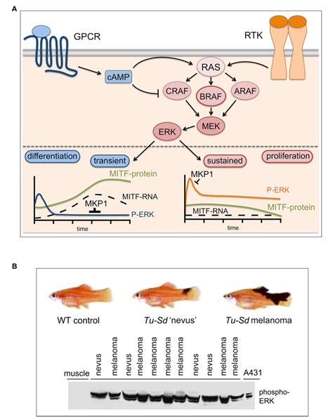 Figure 1 From The Complexity Of The Erkmap Kinase Pathway And The