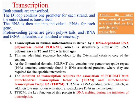 Lecture Structure And Function Of Mitochondria Pptx