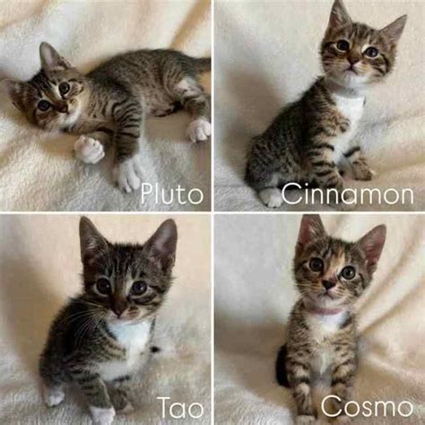 11118901cosmocinnamonplutotao Adopt Kittens Vet Work Incl Cats