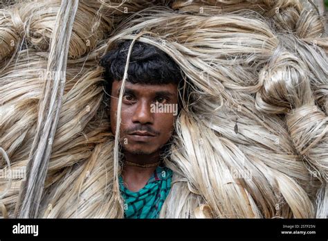 A Man Carries A Bundle Of Raw Jute On His Shoulder At The Bustling