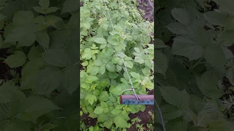 ჟოლო ბრილიანტი და მაყვალი ჩესტერი უეკლო Youtube