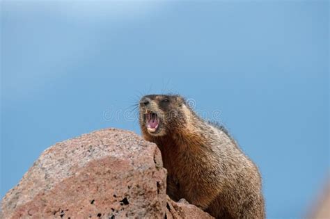 Marmot On A Rock Screaming Stock Image Image Of Landscape 307919413