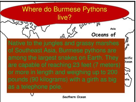 Ppt The Python Problem Grade Level 6 8 Time Allotment Four 45