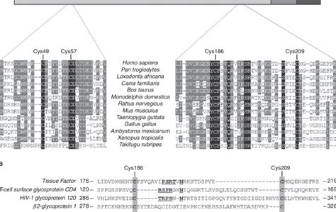 A Alignment Of Extracellular Tf Domain Amino Acid Sequences From