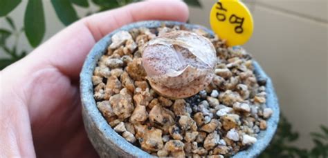 다육식물 리톱스키우기다육식물 리톱스 키우기리톱스다육꽃 네이버 블로그