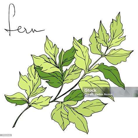 벡터 선인장 꽃 식물 꽃입니다 녹색과 파란색 잉크 아트가 새겨져 있습니다 고립 된 선인장 삽화 요소 0명에 대한 스톡 벡터 아트