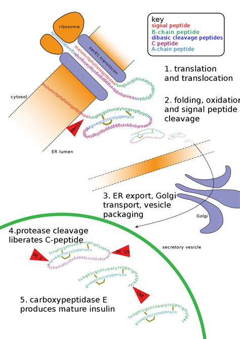 Post Translational Modification Definition Processing