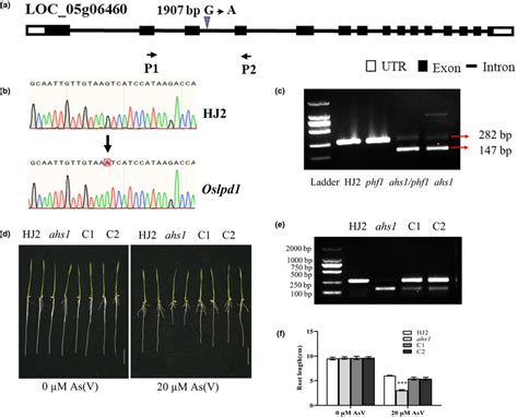 Cloning Of Oslpd1 And Complementation Analysis A The Genomic Download Scientific Diagram