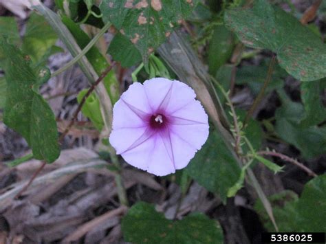 Types Of Moonflower Plants
