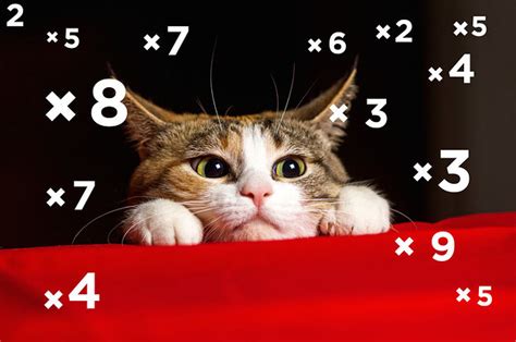 Math Kitty