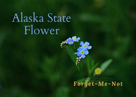 Alaska State Flower