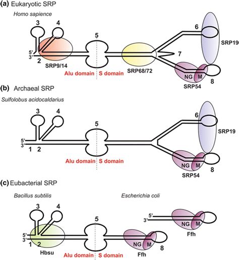 signal recognition particle srp across the evolution schematic