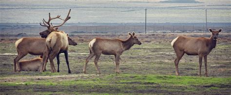 Tule Elk State Natural Reserve Visitors Guide — Flying Dawn Marie