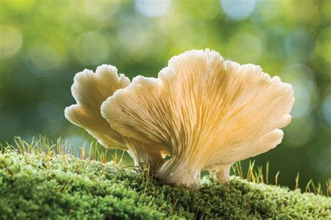 Oyster Mushroom Venom Kills Roundworms So The Mushrooms Can Feast Scientific American