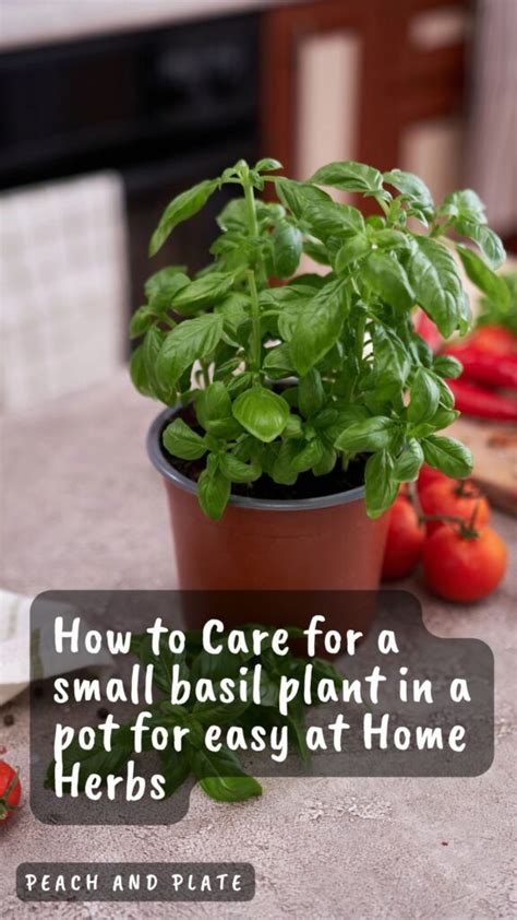 How To Care For A Small Basil Plant In A Pot For Easy At Home Herbs