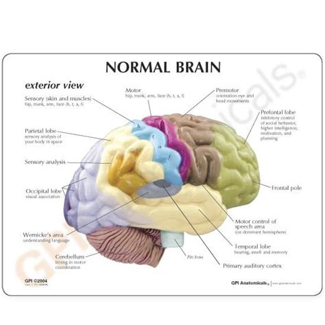 Half Human Brain Sensory Motor Model