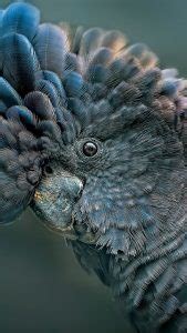Close Up Portrait Of A Red Tailed Black Cockatoo Banks Black Cockatoo