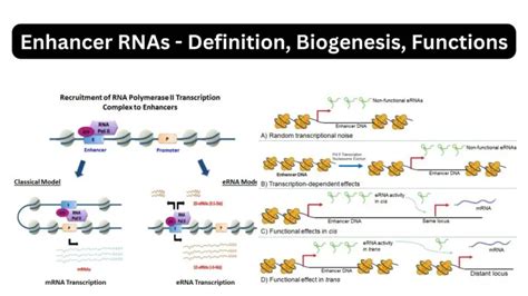 Dna Polymerase Iii Holoenzyme Biology Notes Online
