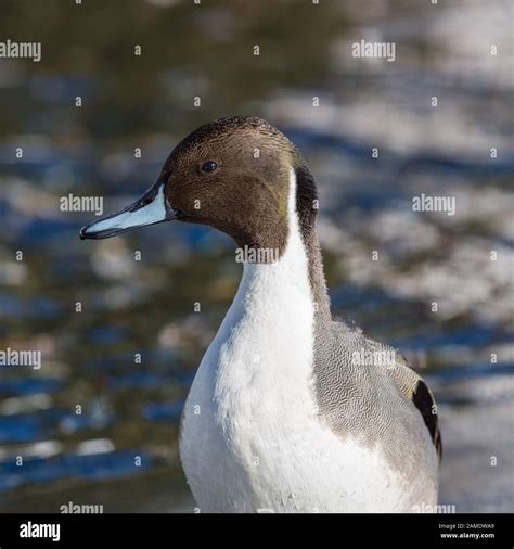 Pintail Wallpaper