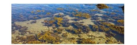 The Power Of Algae And Chlorophyll Nutrtion Abdc