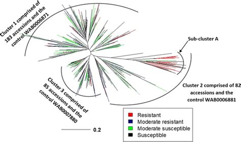 Uwnj Tree Cluster Analysis Showing Accessions Reaction To Blast Uwnj Tree Cluster Analysis Showing Accessions Reaction To Blast