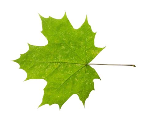 Premium Photo Maple Leaf Isolated On White Background