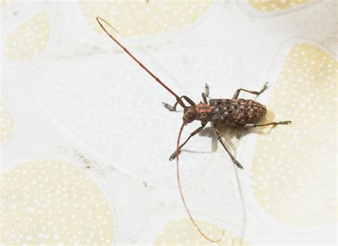 Monochamus Alternatus In May 2017 By 桃子 · Inaturalist