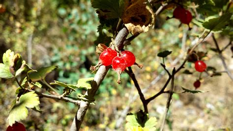 Red Currant Ribes Rubrum Ribes Triste Wildutahedibles
