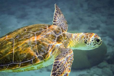 Photo TINYCORE PICTURES