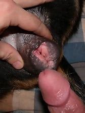 Dogs Tight Asshole Looks Very Attractive For My Hubby