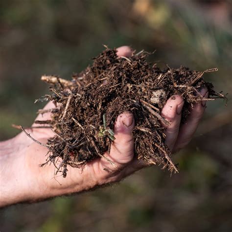 Mycorrhizae And Symbiosis Stories Roagna