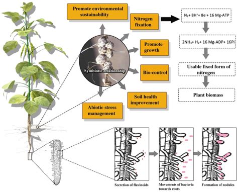 Nitrogen Fixing Bacteria History Innovations And Agricultural Impact