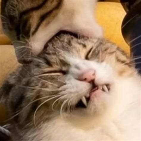 雖然自認是天主教（剛滿月就受洗過） 但其實上教會的次數只有兩次，也很抱歉的沒認真看過聖經超過兩頁，還是很想表達一下自己的觀點 其實