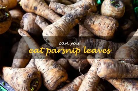 Can You Eat Parsnip Leaves Shuncy