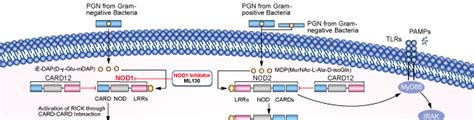 Nod Inhibition Nod Inhibitor Review