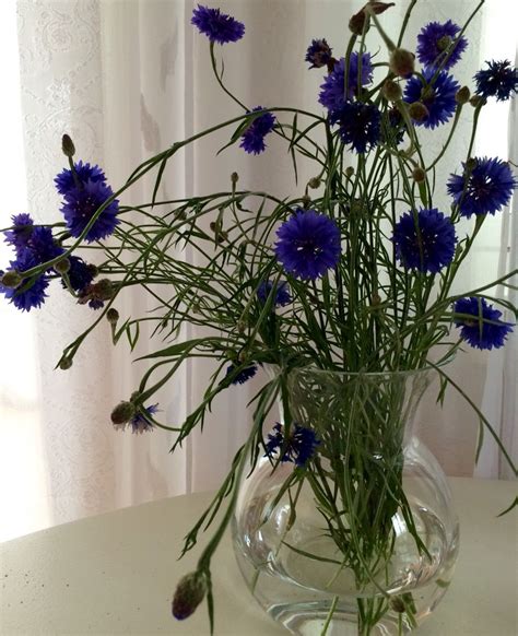 Pin Von Настя Auf Цветы