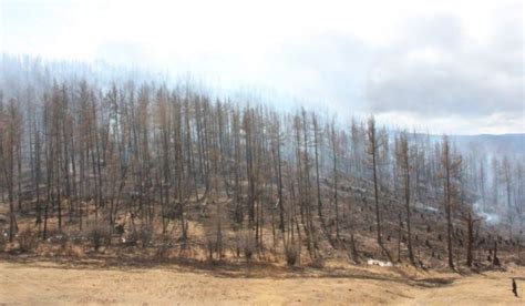 Долоон аймагт түймэр гарч байгальд 1 1 тэрбум төгрөгийн хохирол учирчээ