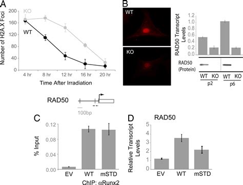 Runx2 Deficiency And Defective Subnuclear Targeting Bypass Senescence
