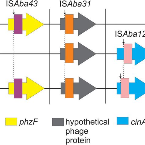 Schematic Representation Of The Chromosomal Location Of Iss Shared