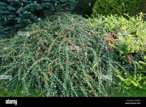 Cotoneaster Coral Beauty With Orange Red Berries In Autumn An