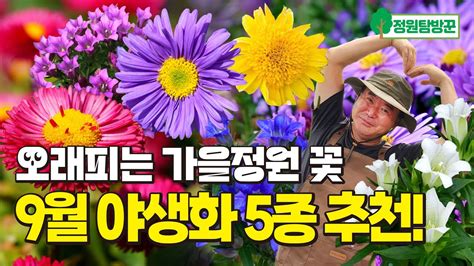 오래 피는 가을 정원 꽃 9월 야생화 5종 추천 지금 꼭 심으세요 Youtube