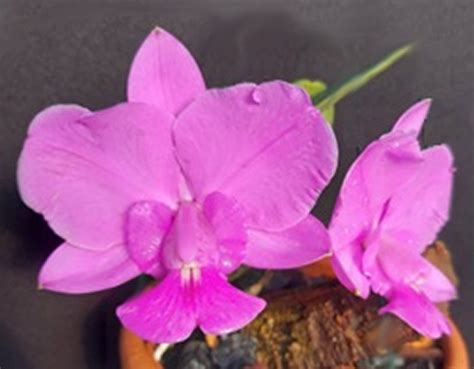 C Walkeriana Type ‘0921 Awz Orquídeas