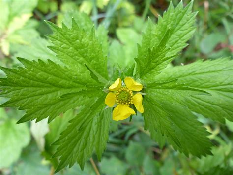 Photographs Of Geum Macrophyllum Uk Wildflowers Flower And Leaves