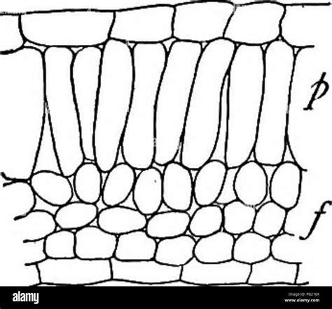 Mesophyte Cross Section